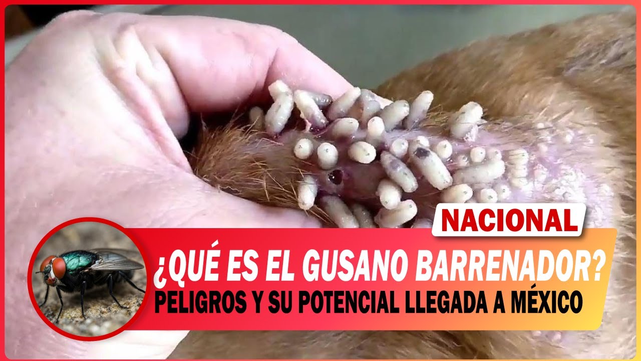 Qué Es El Gusano Barrenador Peligros Y Su Potencial Llegada A