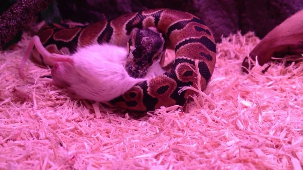 Ball Python Bite In Hd Youtube