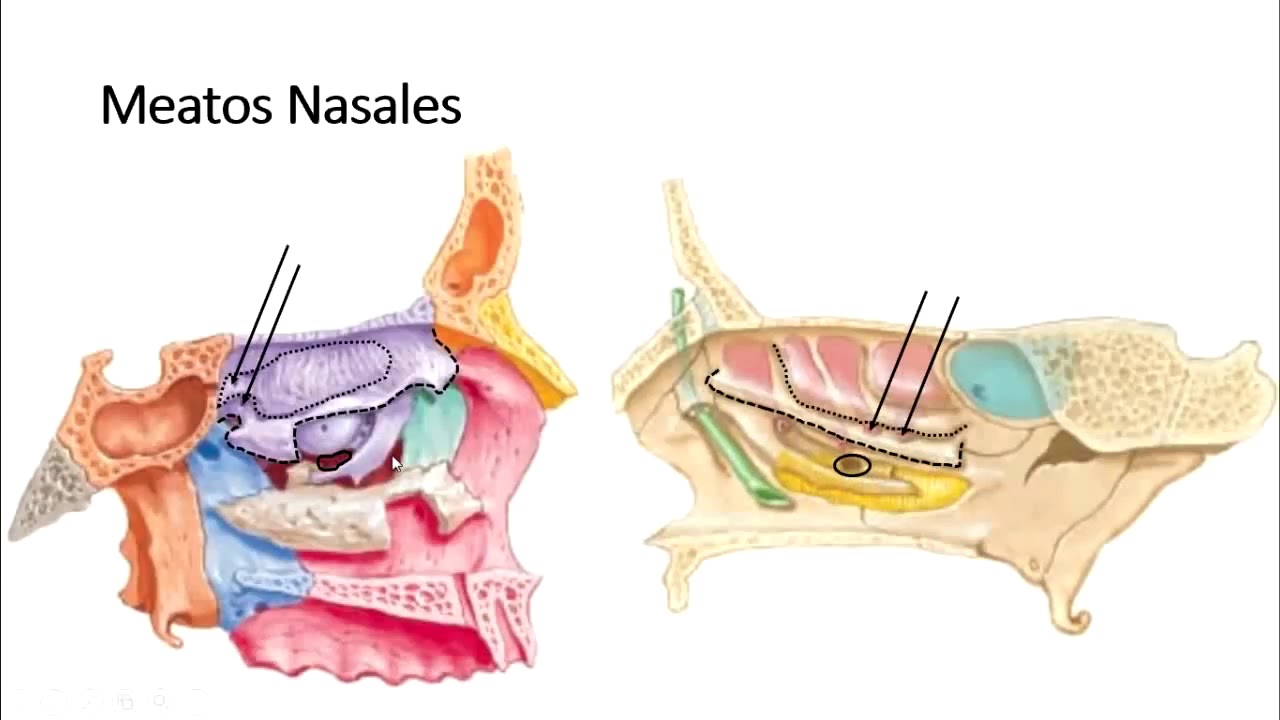 Anatomía Nariz Y Cavidades Nasales Linfáticos Inervación Irrigación