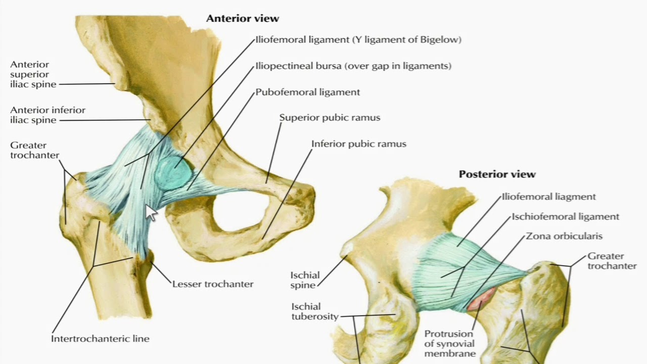 Hip Joint Anatomy By Dr Adeel Alam For 1sy Year Mbbs Dpt Youtube