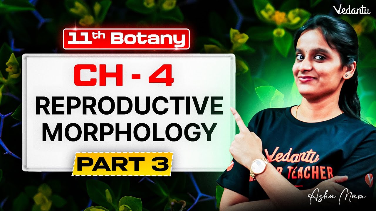 11th Botany Chapter 4 Reproductive Morphology Part 3 State Board