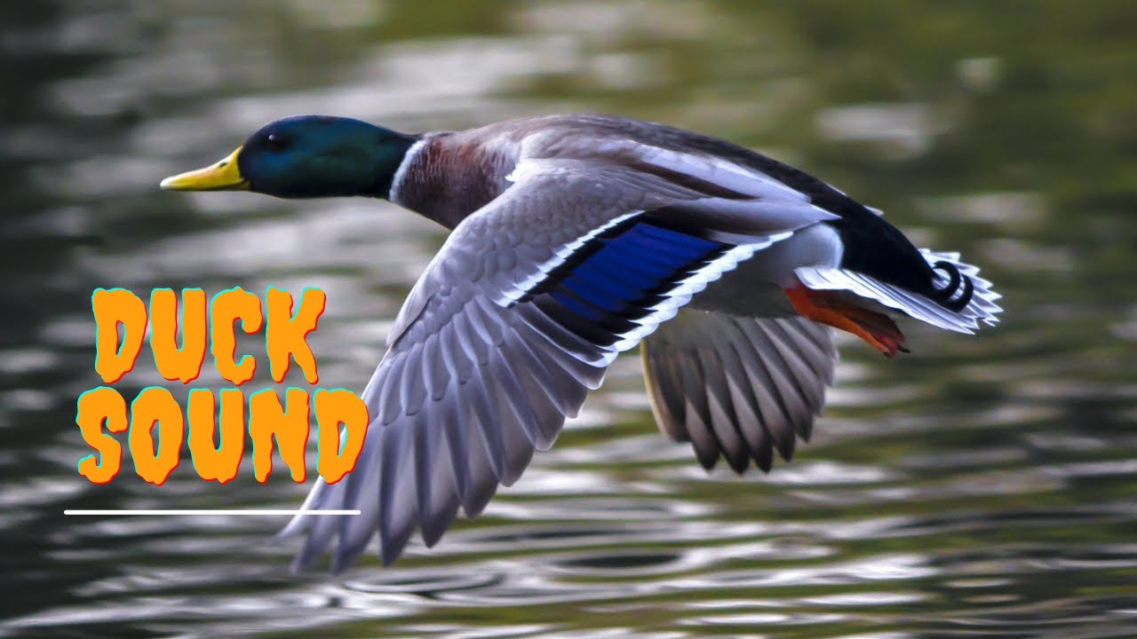 Duck Quack Sound Effect Duck Sound In High Quality Youtube