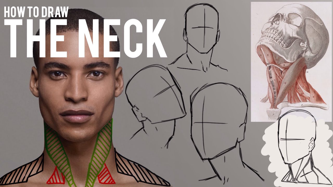 Male Neck Drawing At Frank Boyles Blog