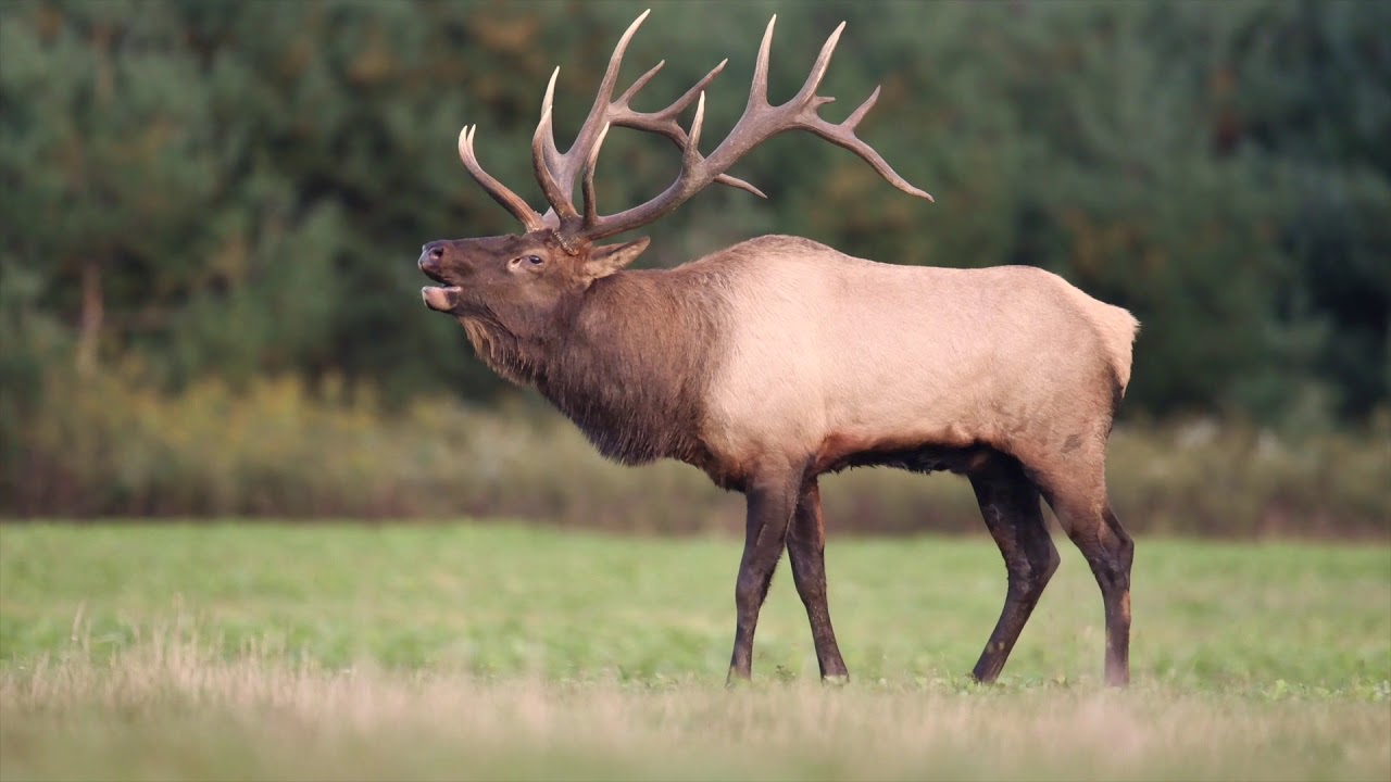 Why Do Elk Bugle Explore The Best Outdoor Gear Animal Guides And
