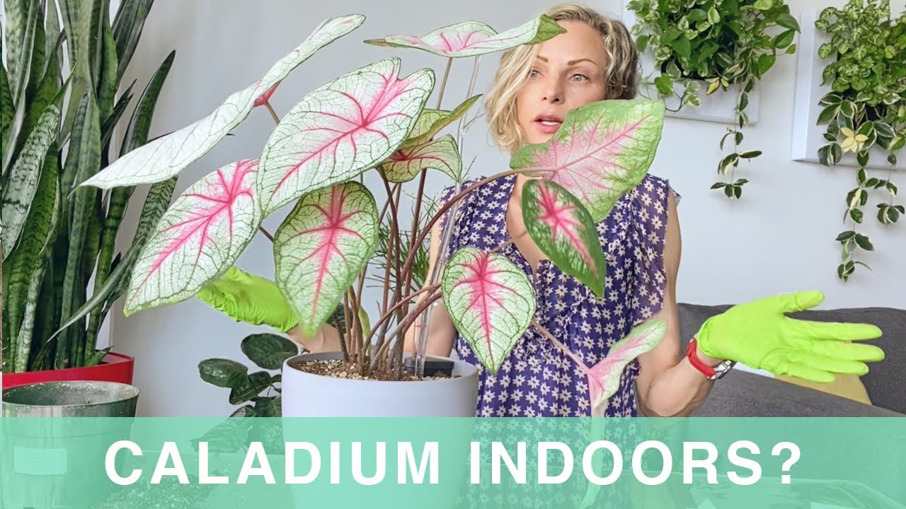Repotting Care Of Caladium Plant Indoors Green Moments W Juliette