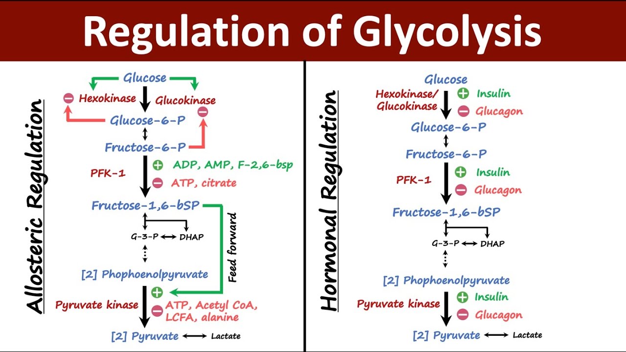 Regulation Of Glycolysis Allosteric Vs Hormonal Regulation Of