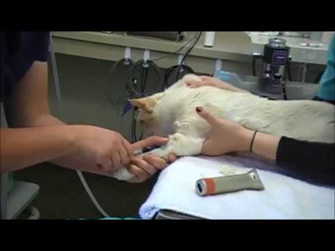 19 Venipuncture Cephalic Cat Youtube