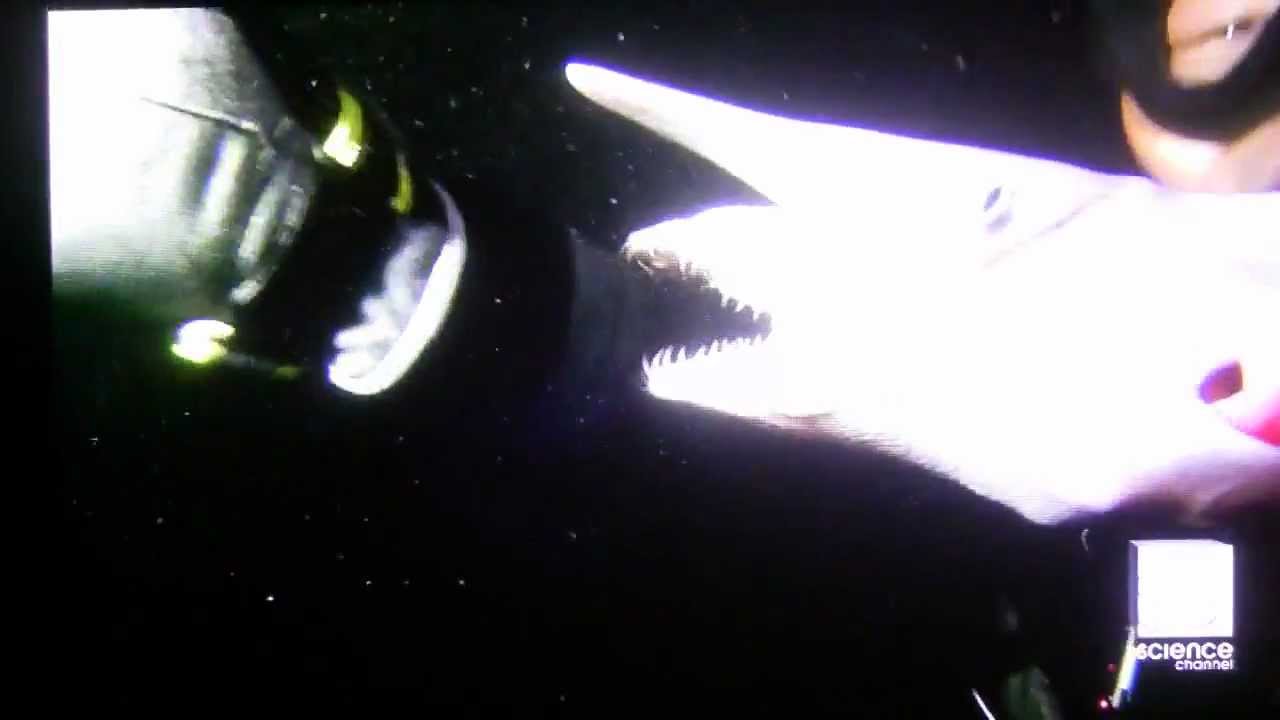 Goblin Shark Attack Youtube