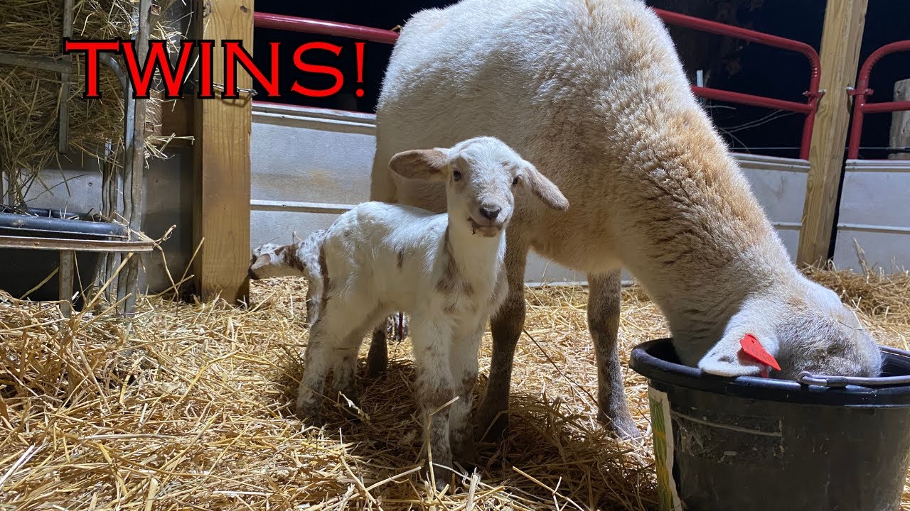 2024 Lambing Season Were We Ready Youtube
