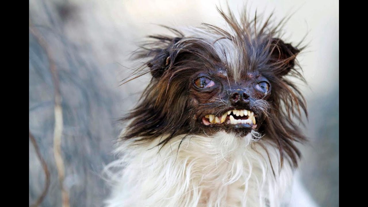 Top 10 Craziest Dog Breeds At Jasper Corral Blog