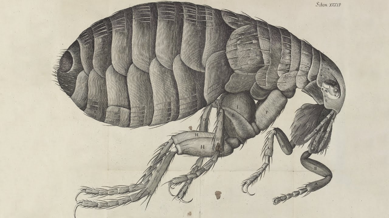 One Object Many Stories Medieval Flea Youtube