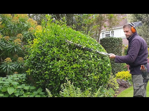 How To Trim Golden Euonymus Bushes