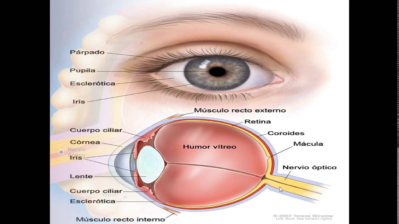 Anatomia Del Ojo Humano Y Sus Partes