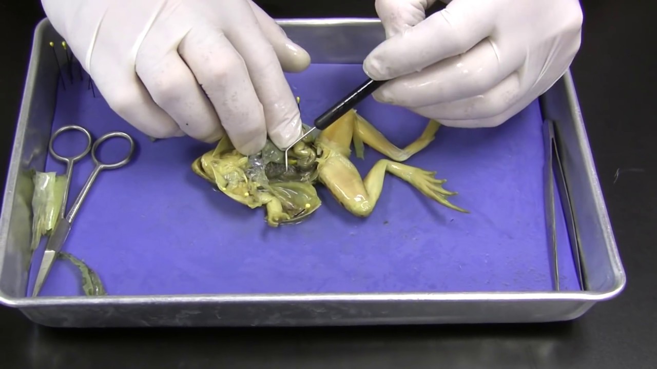Frog Dissection Youtube
