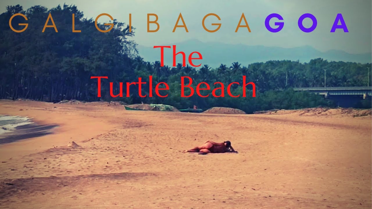 Galgibaga Beach Goa The Turtle Beach The Only Turtle Nesting Beach