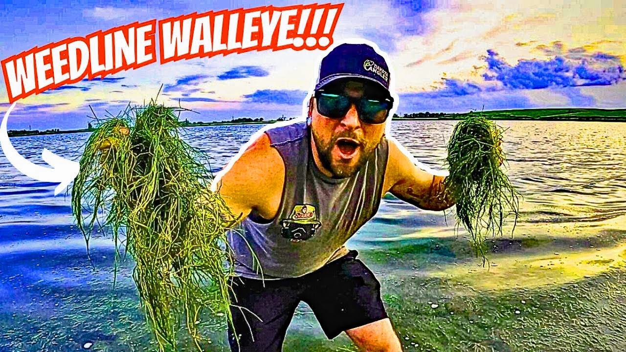 Fishing Thick Weedlines For Fat Post Spawn Walleye Insane