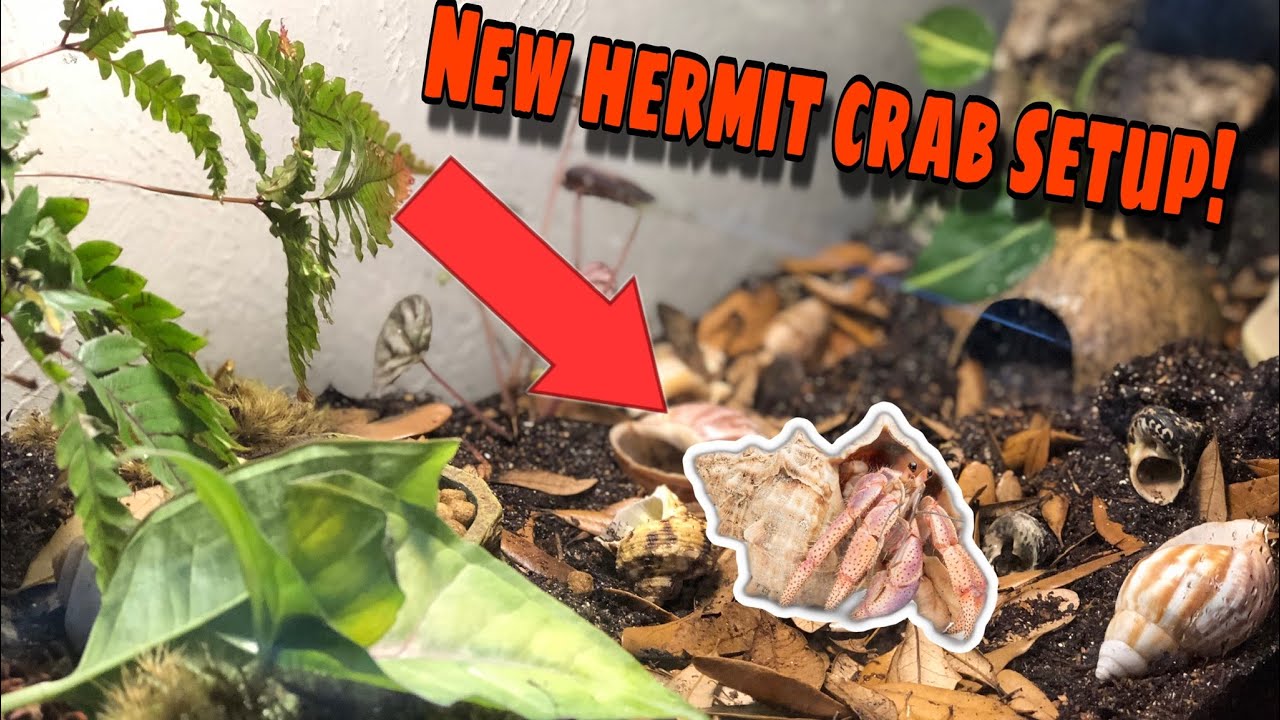 New Hermit Crab Setup Youtube