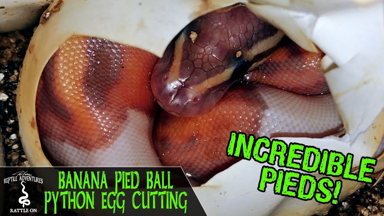 Banana Pied Ball Python Egg Cutting Youtube