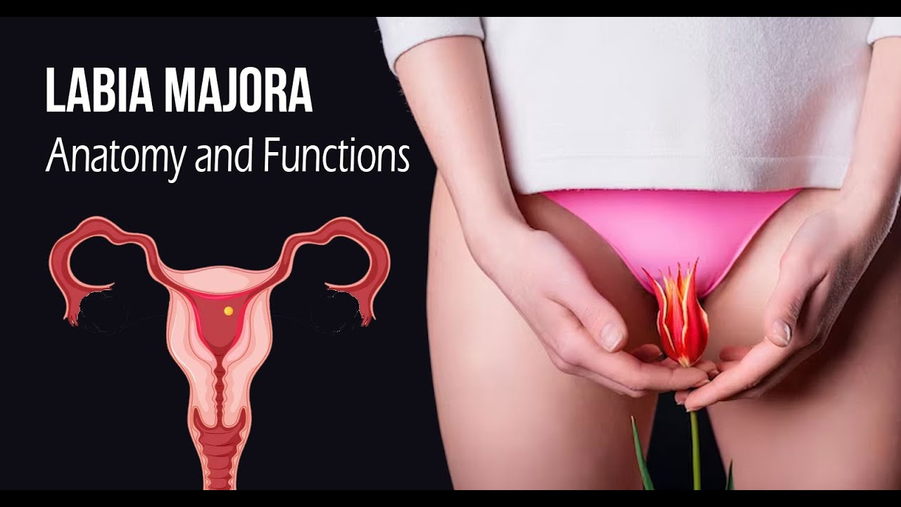 Labia Majora A Deep Dive Into Its Anatomy And Functions Youtube
