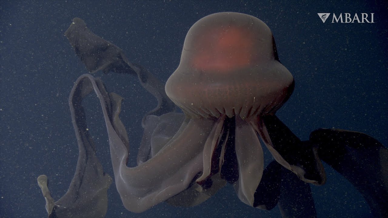 Watch This Giant Phantom Jellyfish With 33 Foot Long Arms Float Through