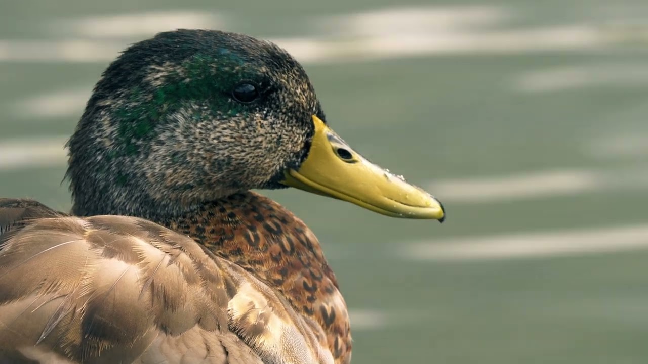 4k Duck Footage Free To Use Youtube