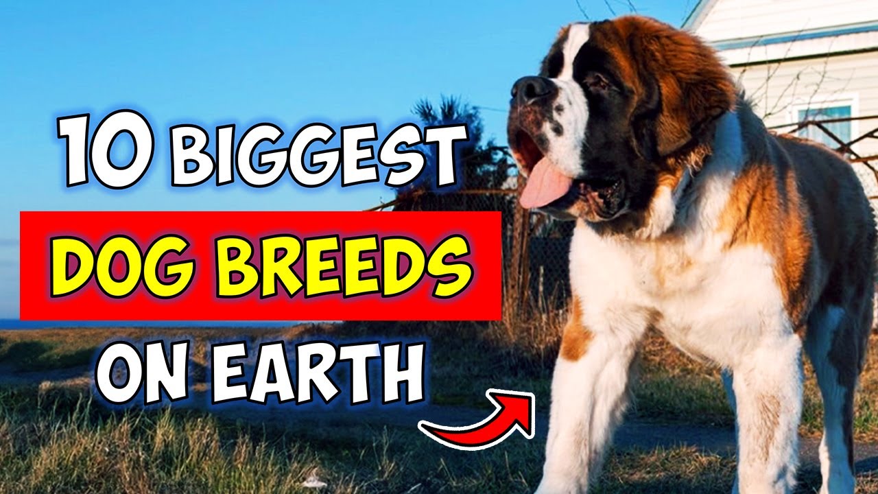 Top 10 Biggest Dog Breeds In The World Youtube