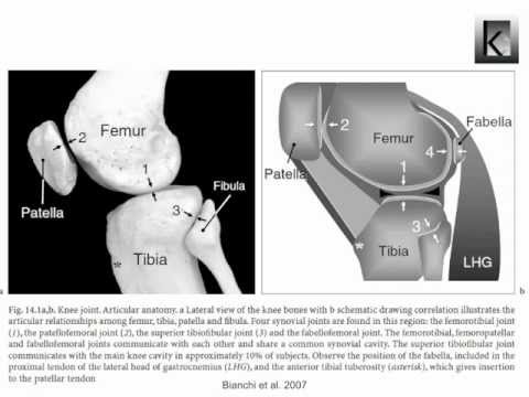 The Medial Collateral Ligament Part 1 Anatomy Youtube