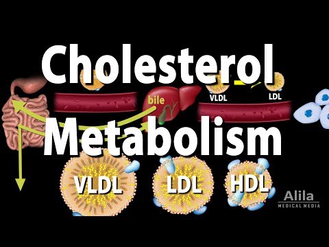 Cholesterol Metabolism Ldl Hdl And Other Lipoproteins Animation