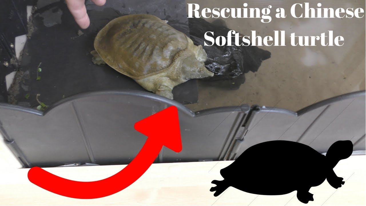 Rescued Chinese Turtle Softshell Chinese Softshell Turtle Setup Youtube