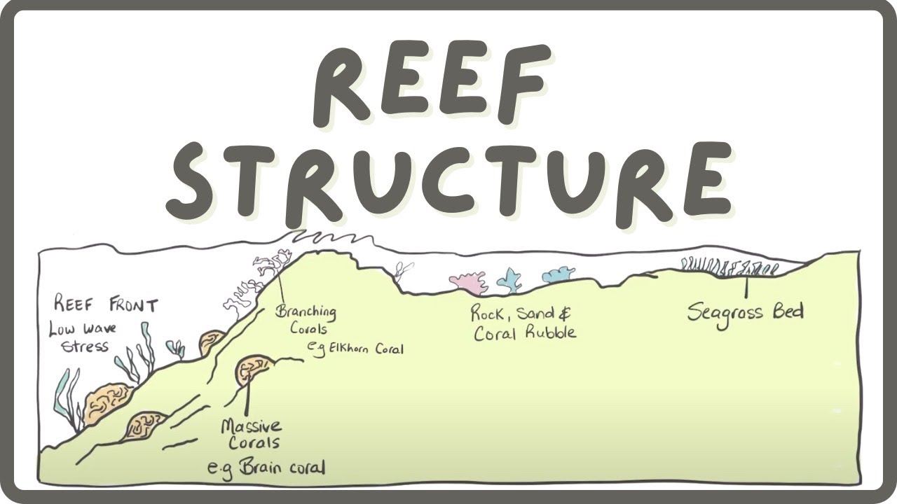 Structure Of The Coral Reef Explore Marine Biology Youtube