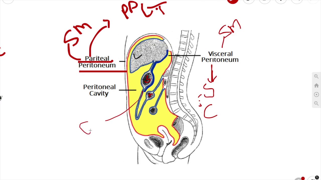 Peritoneum Anatomy Complete Peritoneal Reflections The Peritoneum