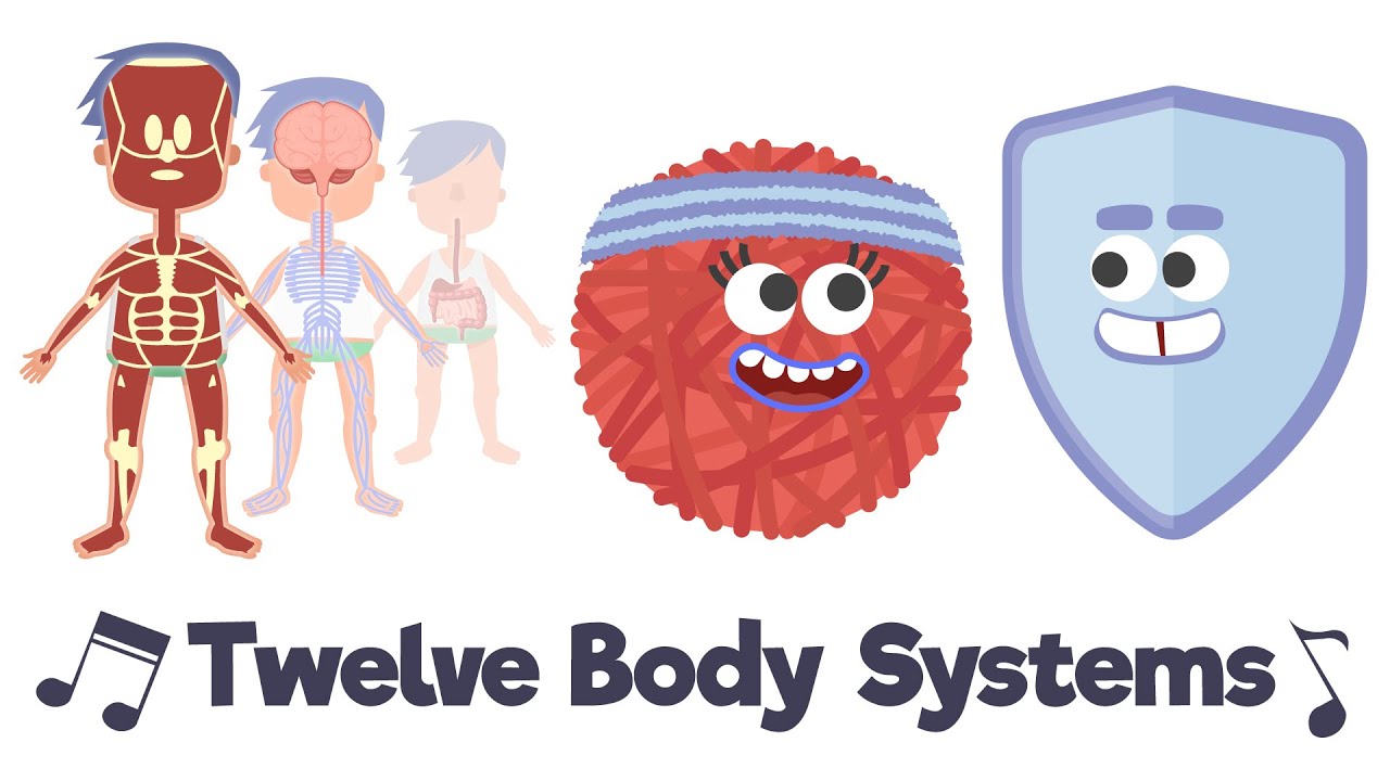 Twelve Body Systems Song Youtube