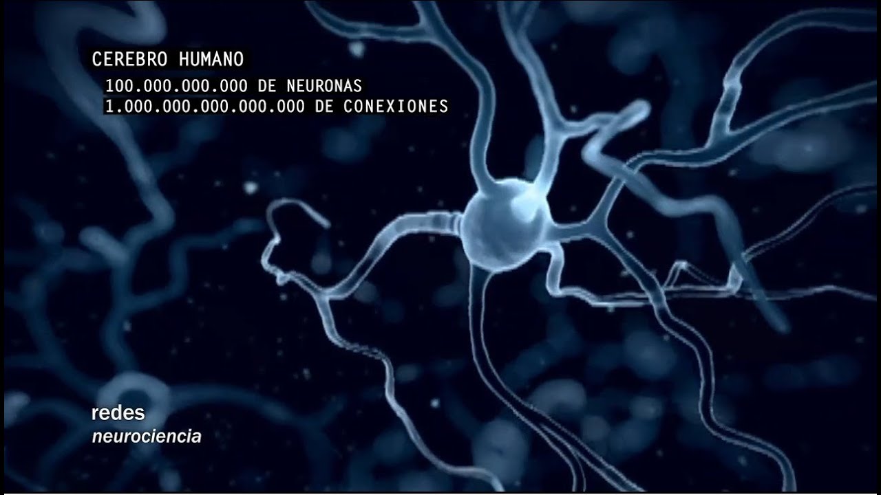 Redes 160 Cómo Se Conectan Las Neuronas Neurociencia Youtube