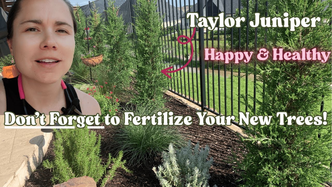 Fertilizing Our New Taylor Juniper Trees Youtube