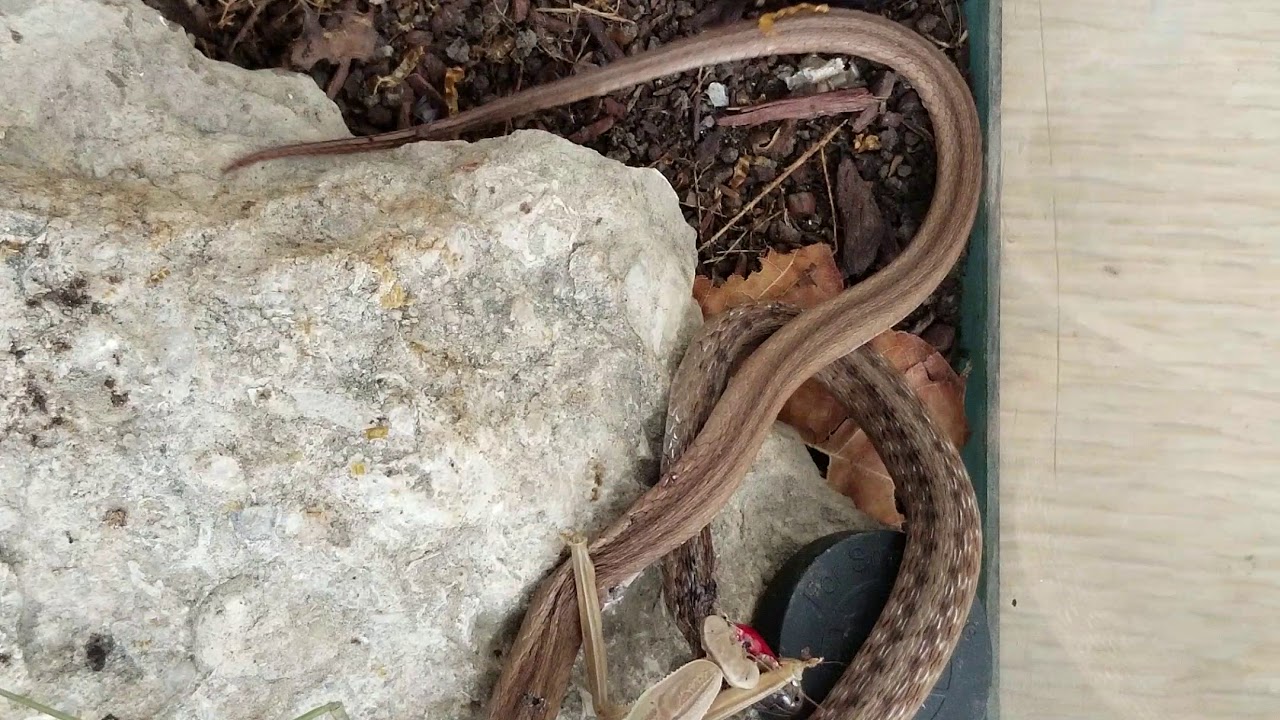 Praying Mantis Vs Snake Youtube