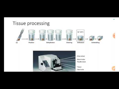 شرح هيستولجي مراجعه Tissue Processing Histology Lecture 1 Youtube