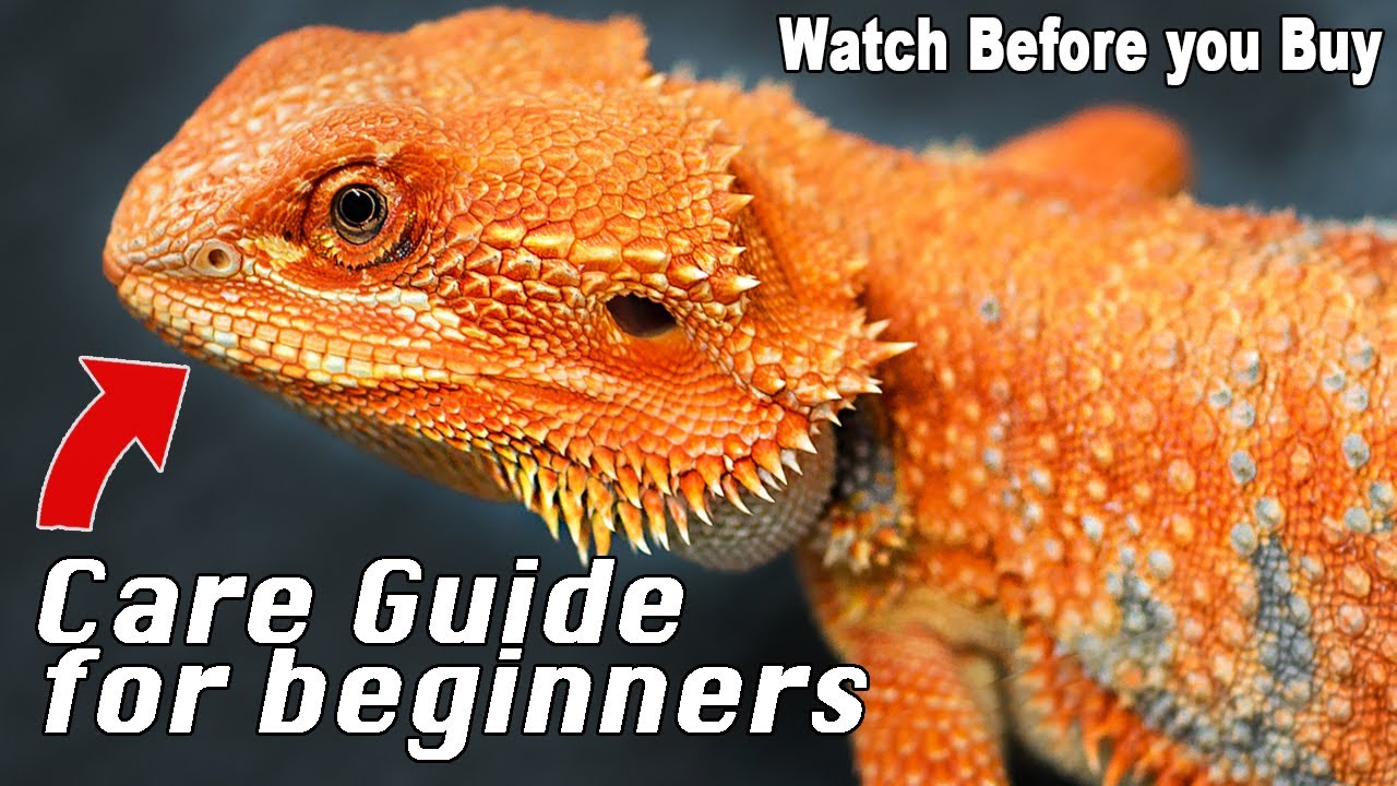 Bearded Dragon Care Made Simple Youtube