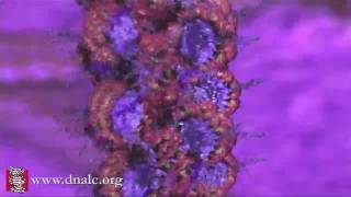 How Dna Is Packaged Basic Dna Learning Center Mp3 Music Mp4 Video