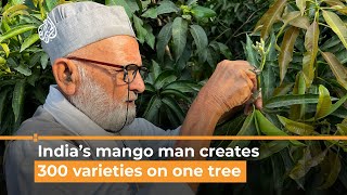 300 Mango Varieties On 1 Tree Mango Man Of India Haji Kaleem Ullah Khan ...