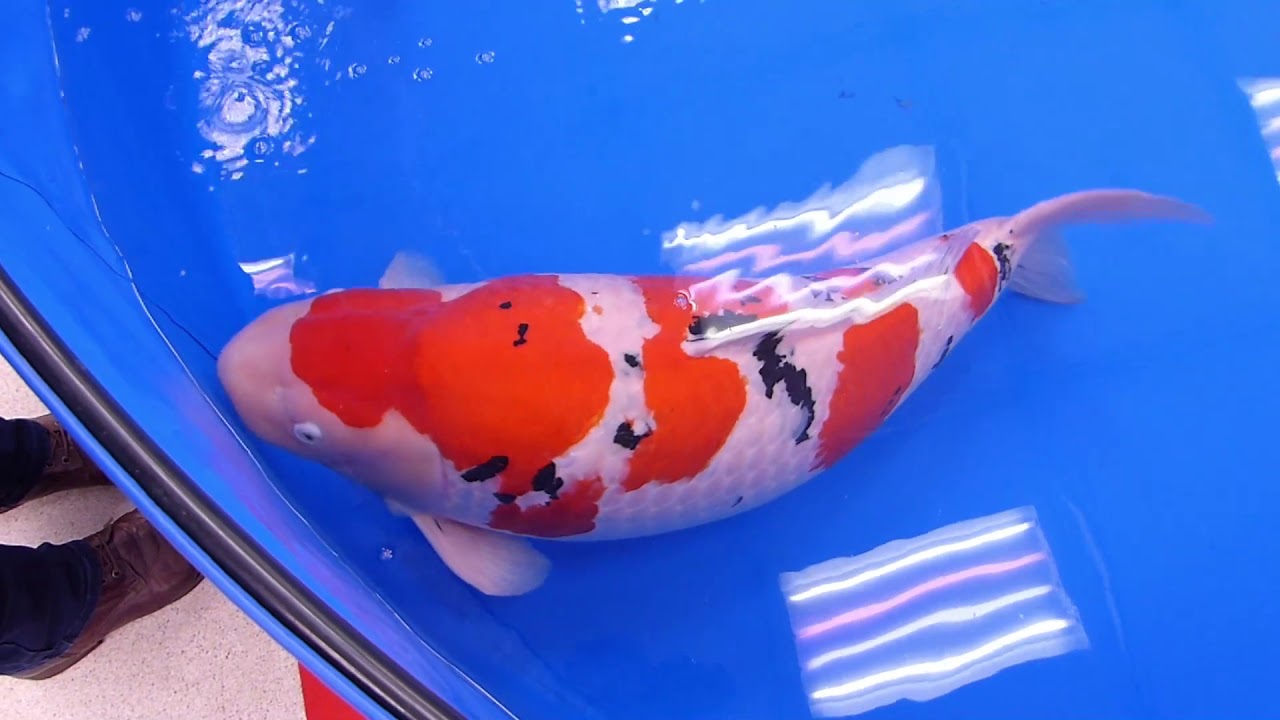 Most Beautiful Koi Fish Koi Fish Domesticated Version Common Carp Fish