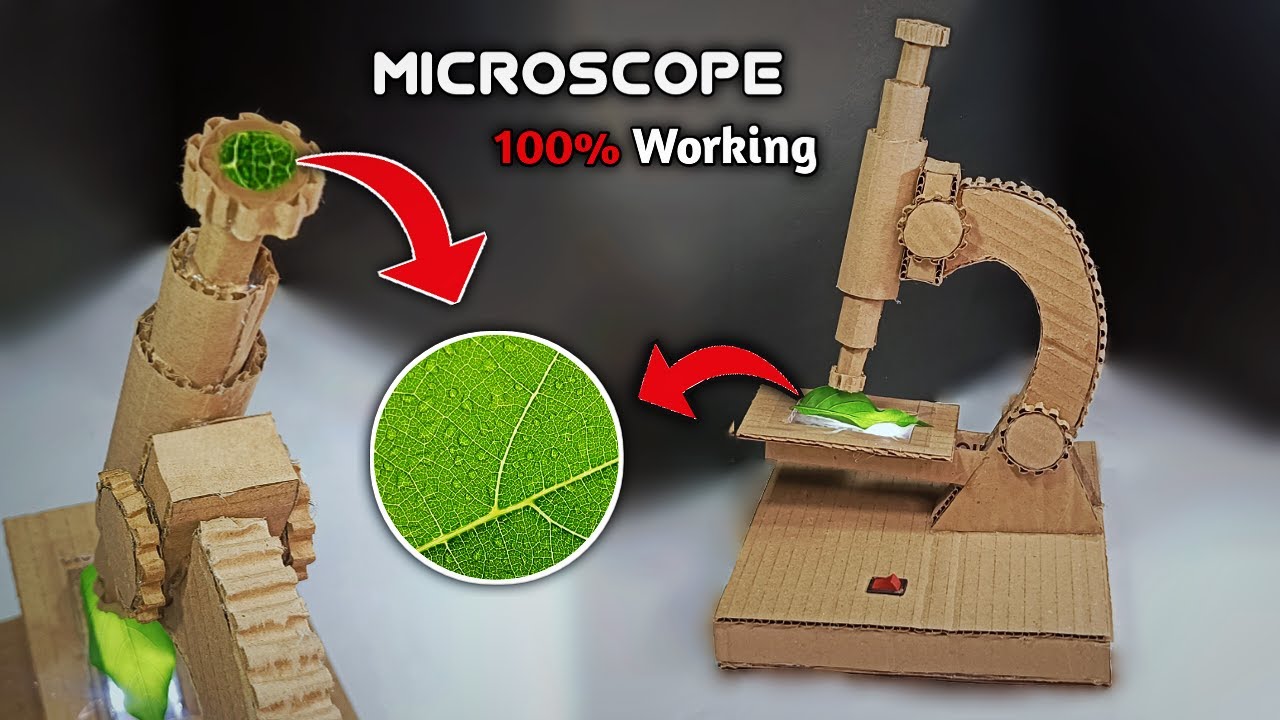 Microscopic Creatures Science Project