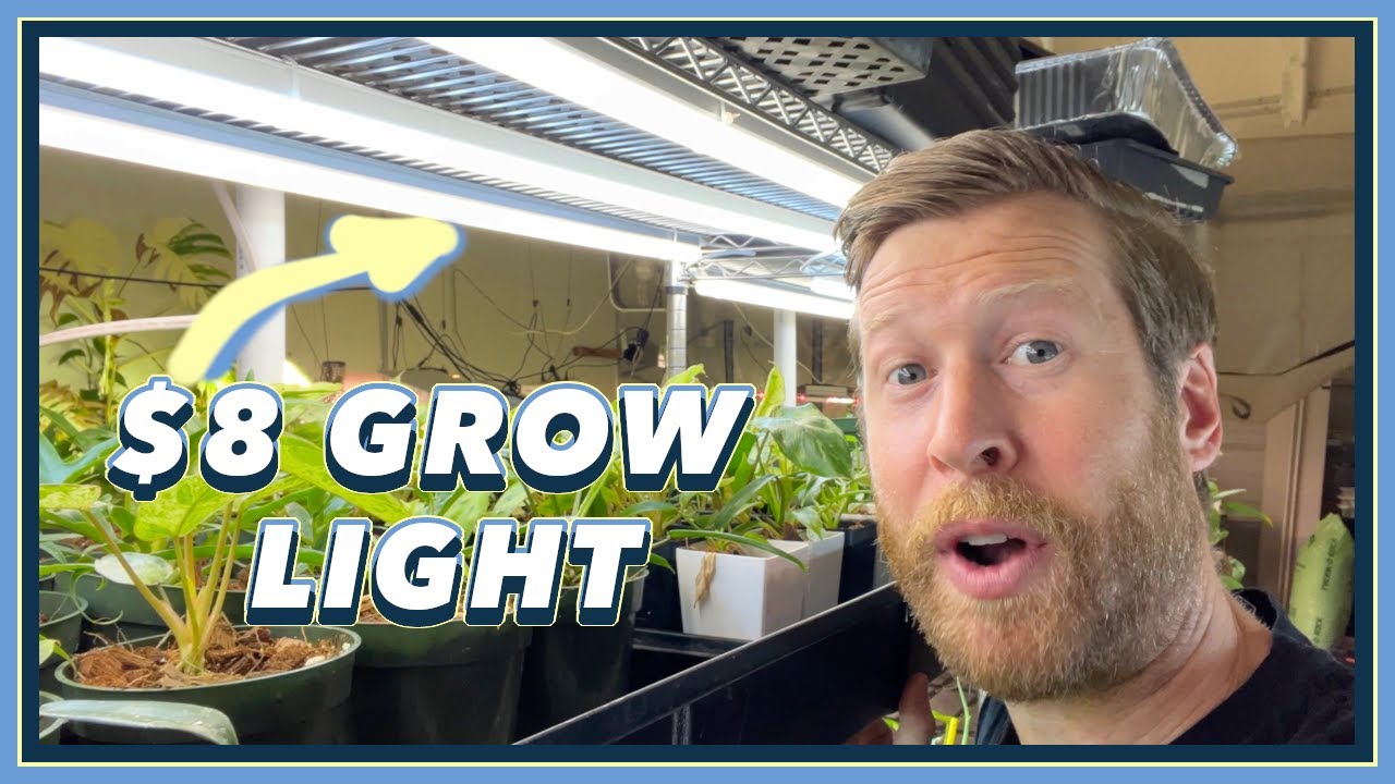 Bonsai Grow Light The Ultimate Guide You Need Right Now Howspruce Blog