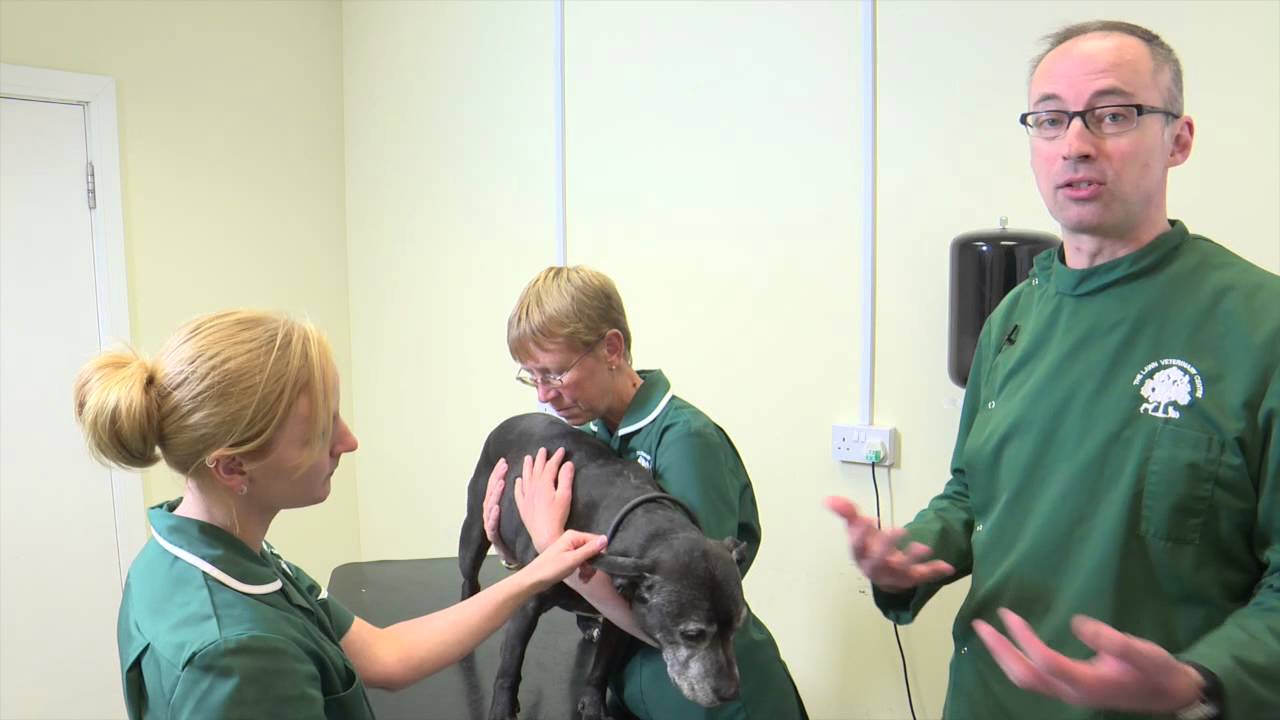 Pet Care Tips How To Clean Your Dog S Teeth Pets Want