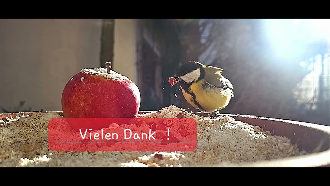 Vielen Dank Youtube