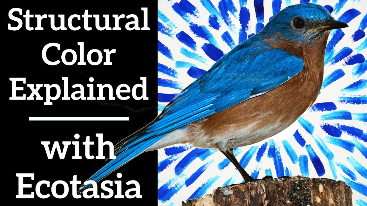 Structural Color Explained With Ecotasia Youtube