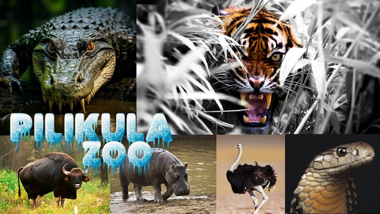 Pilikula Nisargadhama Mangalore Pilikula Zoo Pilikula Biological