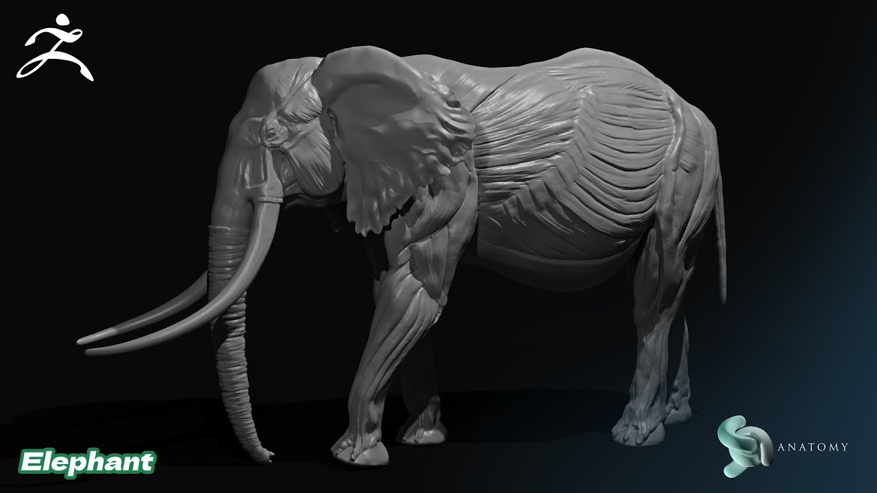 Elephant Anatomy In Zbrush Full Video No Audio Youtube
