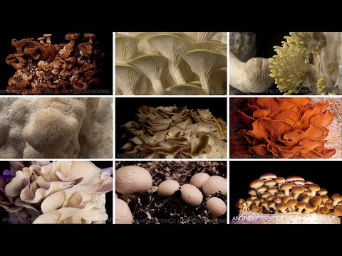 Growing Mushrooms Time Lapse Compilation Youtube