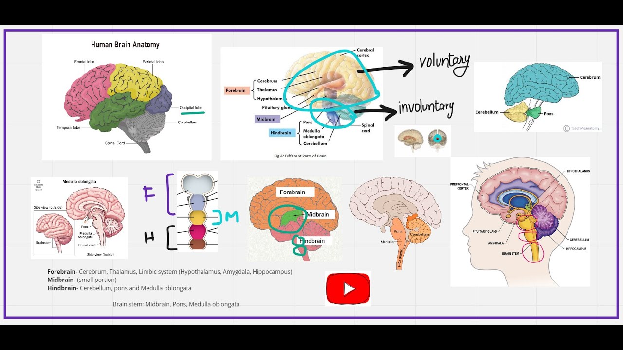 Human Brain Structure Recap Memorize In 7 Mins Youtube