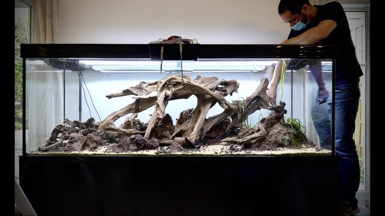 Une Belle Racine Pour Un Aquascape Dans Le Style Nature Aquarium 4k